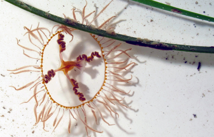 Jellyfish & Other Zooplankton : Oceanus Magazine
