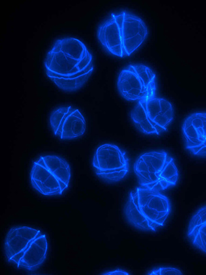 Harmful Algae : Red Tide