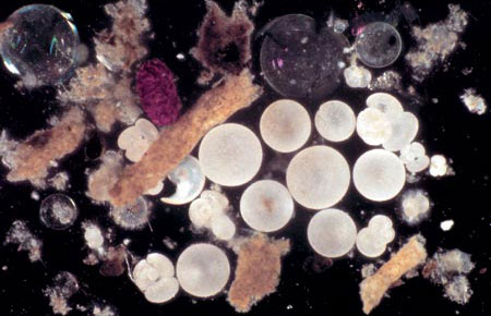 Life at Vents & Seeps : Oceanus Magazine