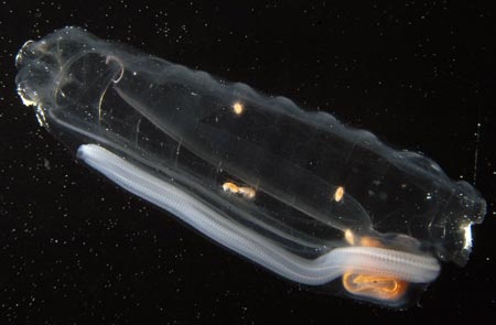 The Watery World of Salps : Woods Hole Oceanographic Institution