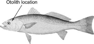 The Secret Lives of Fish – Woods Hole Oceanographic Institution