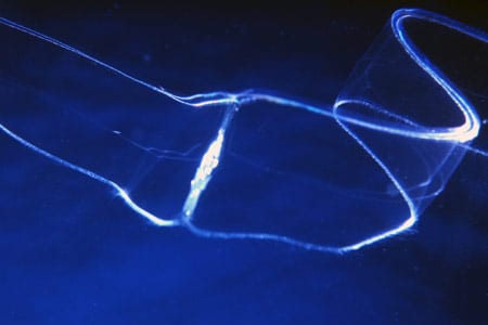 Shedding Light on Light in the Ocean – Woods Hole Oceanographic Institution