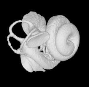 How to See What Whales Hear – Woods Hole Oceanographic Institution