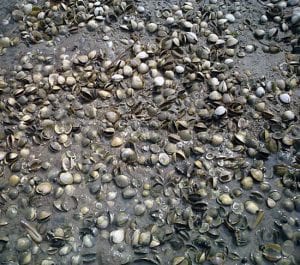 A Mysterious Disease Is Infecting Northeast Clam Beds – Woods Hole ...
