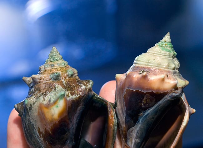 Ocean Acidification: A Risky Shell Game | WHOI