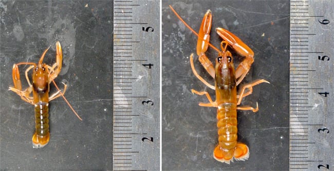 Ocean Acidification: A Risky Shell Game | WHOI