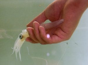 The Squid, the Whale, and the Grad Student – Woods Hole Oceanographic ...