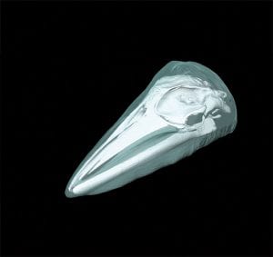 Whale Heads and Tales – Woods Hole Oceanographic Institution