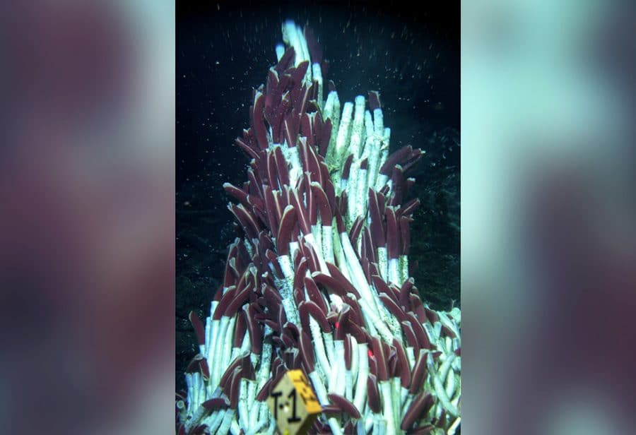 Alvin's Animals - Woods Hole Oceanographic Institution