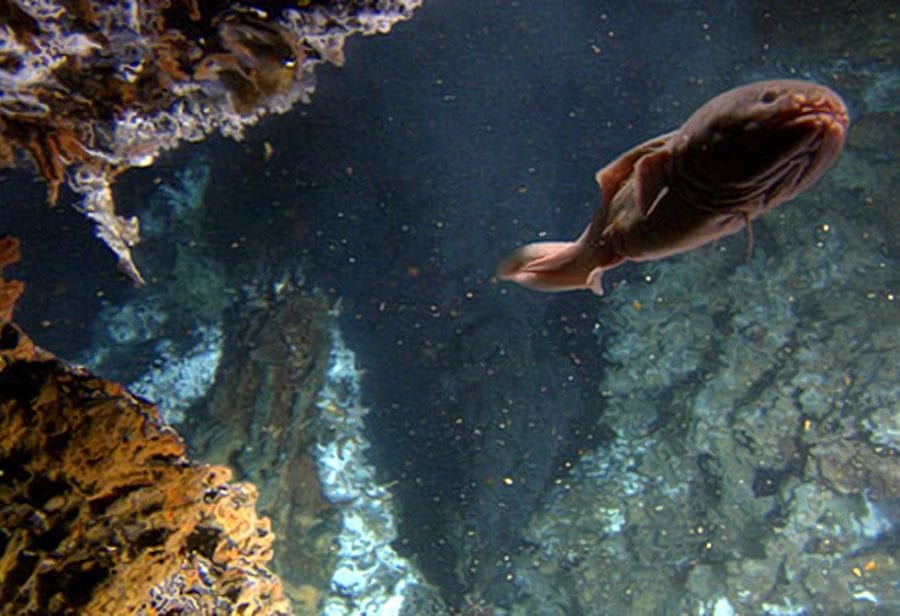 Alvin‘s Animals – Woods Hole Oceanographic Institution