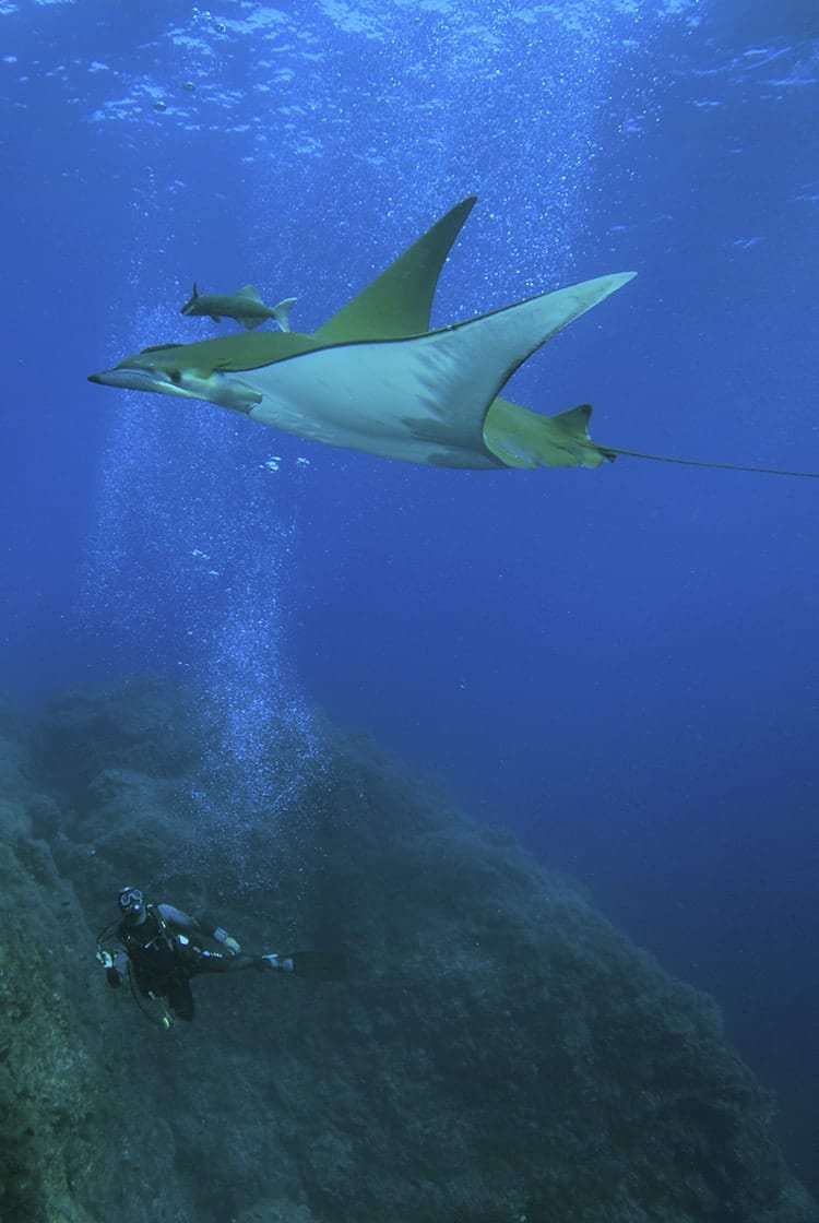 Tags Reveal Chilean Devil Rays Are Among Ocean’s Deepest Divers – Woods ...