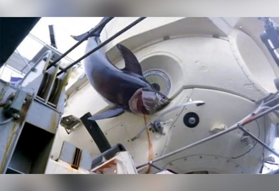 Alvin‘s Animals – Woods Hole Oceanographic Institution
