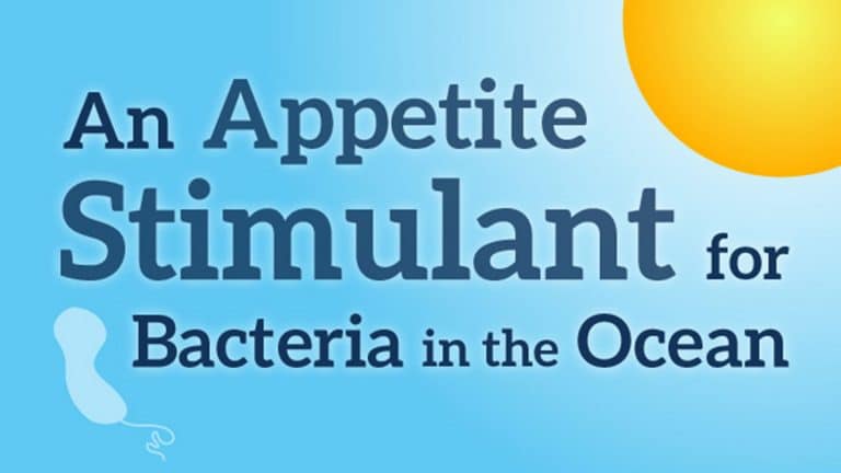 An Appetite Stimulant for Bacteria in the Ocean – Woods Hole ...