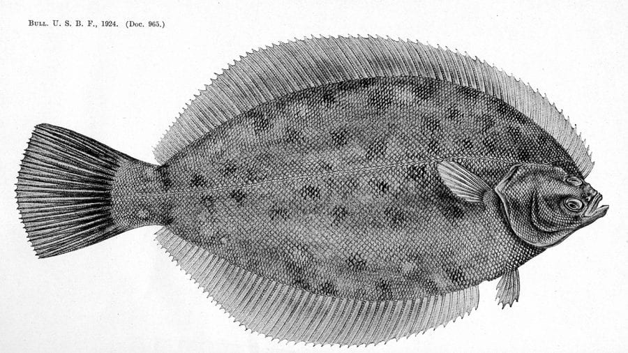 Fish Stories – Woods Hole Oceanographic Institution