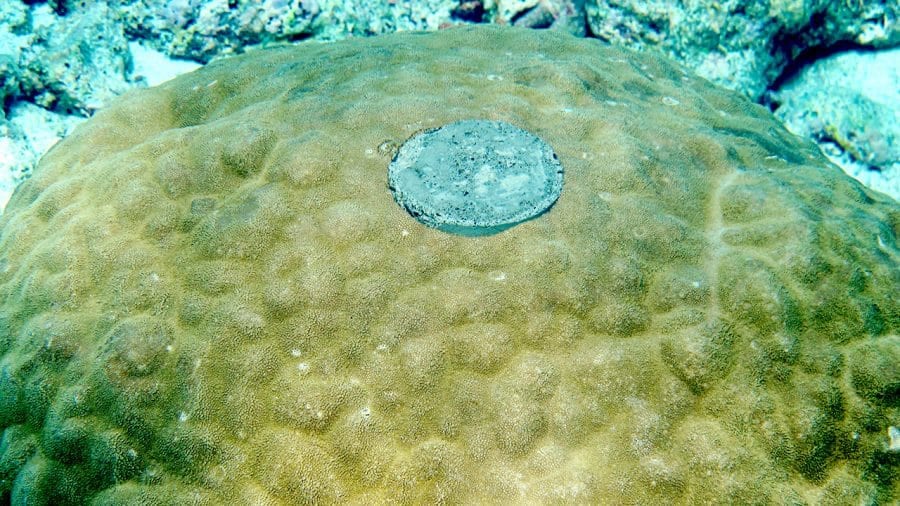 Coral Coring – Woods Hole Oceanographic Institution