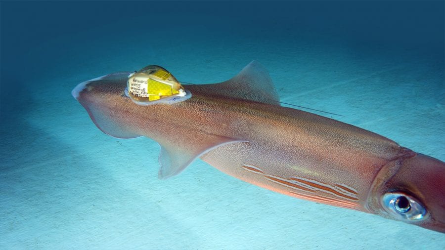 Tagging a Squishy Squid – Woods Hole Oceanographic Institution