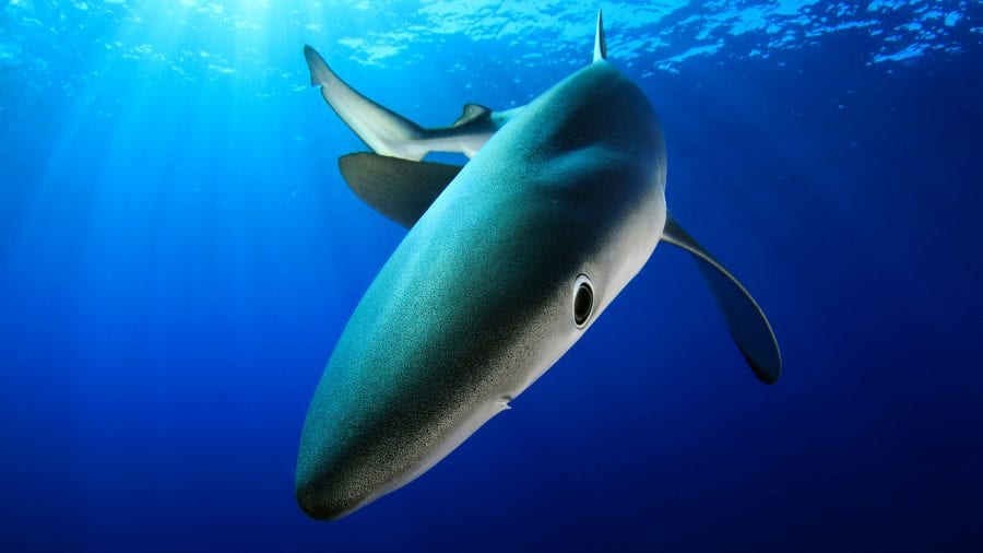 Shark Tales – Woods Hole Oceanographic Institution