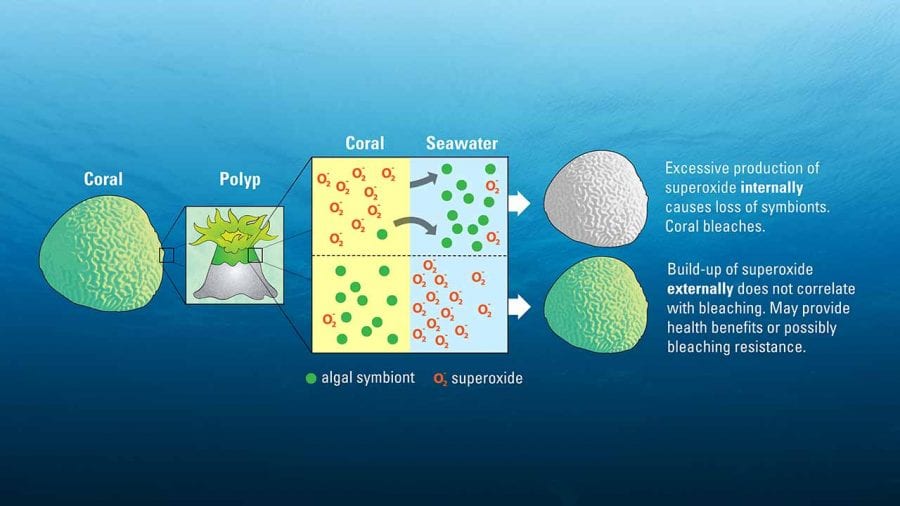 New Studies Take a Second Look at Coral Bleaching Culprit – Woods Hole ...