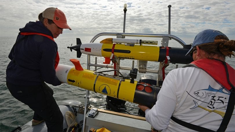 To Track a Sea Turtle – Woods Hole Oceanographic Institution