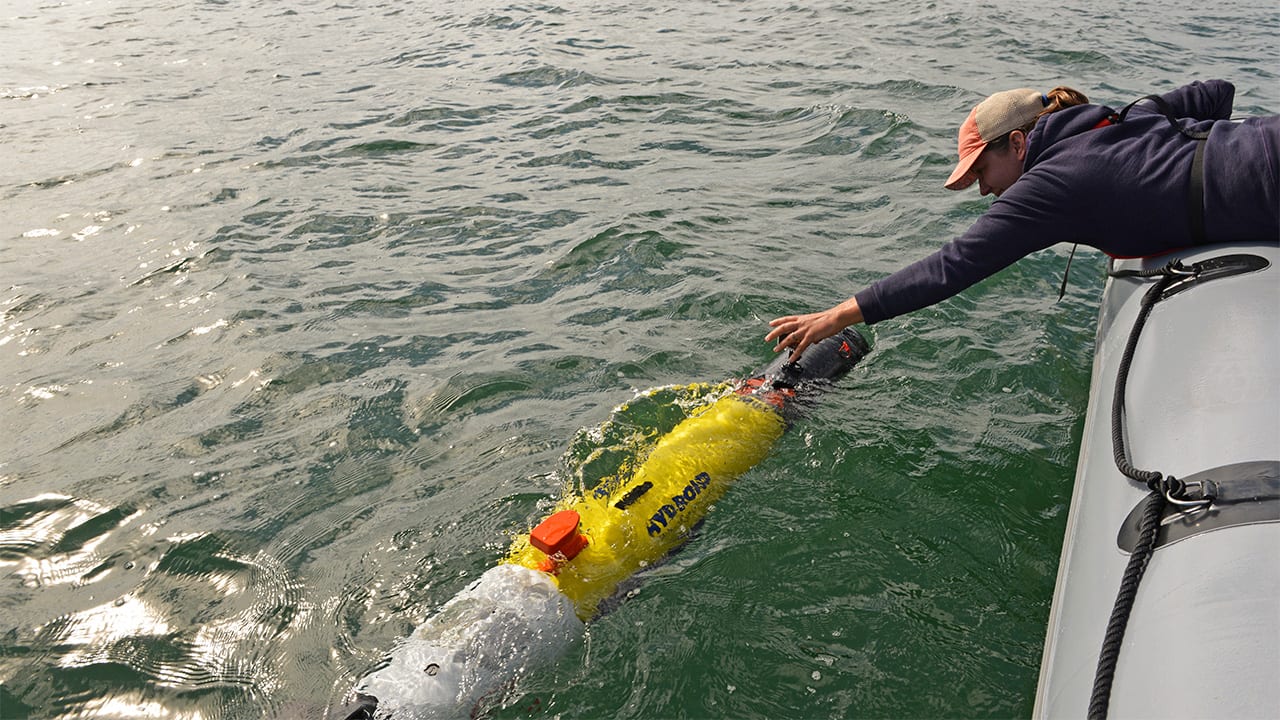 To Track a Sea Turtle – Woods Hole Oceanographic Institution