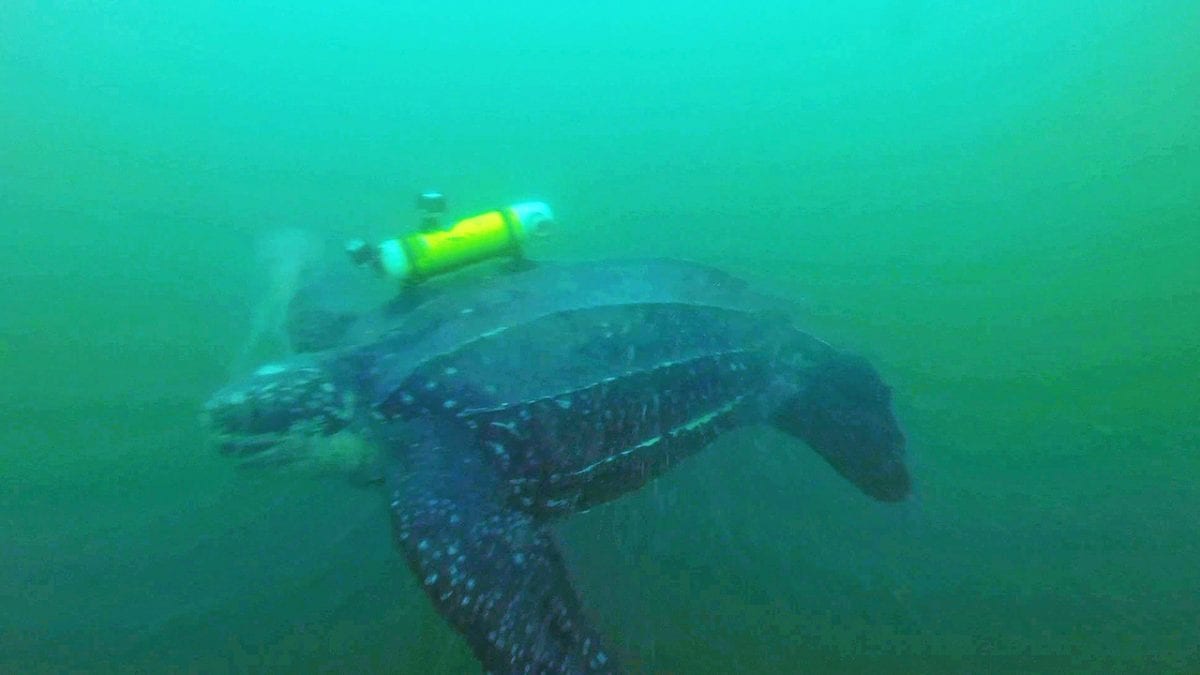 To Track a Sea Turtle – Woods Hole Oceanographic Institution