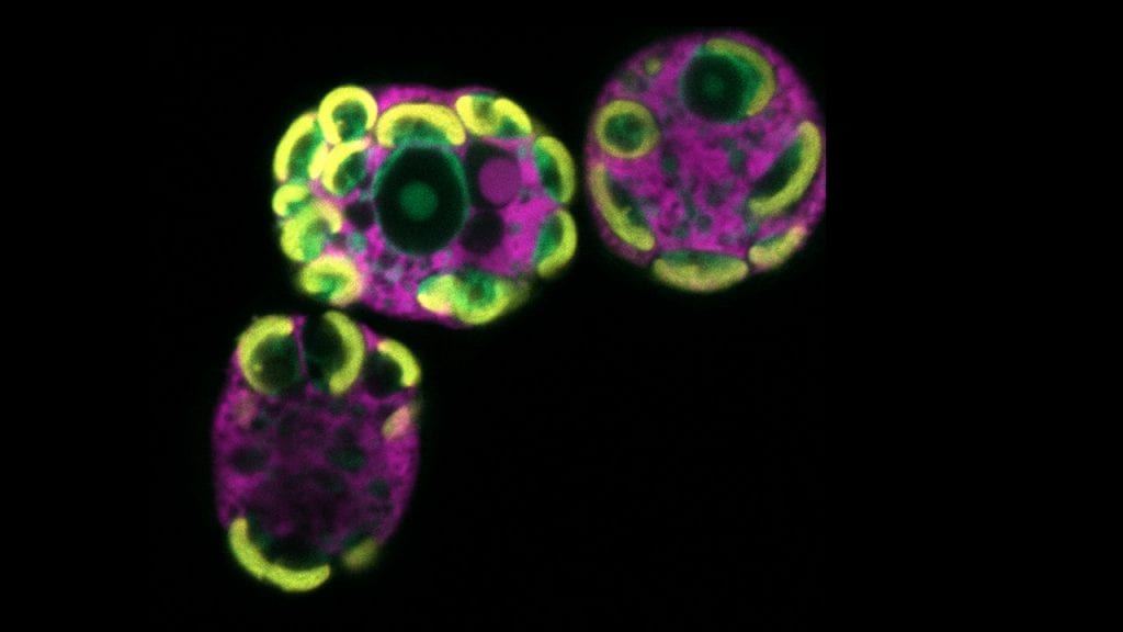 The Amazing Acquired Phototroph! – Woods Hole Oceanographic Institution