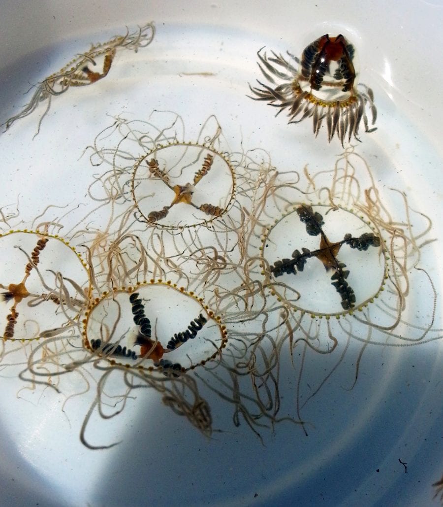 Tracing the Puzzling Origins of Clinging Jellyfish – Woods Hole ...