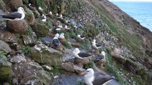 More Frequent Extreme Ocean Warming Could Further Endanger Albatross ...