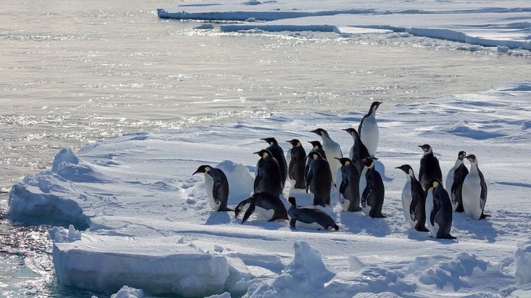 Finding New Homes Won’t Help Emperor Penguins Cope with Climate Change ...