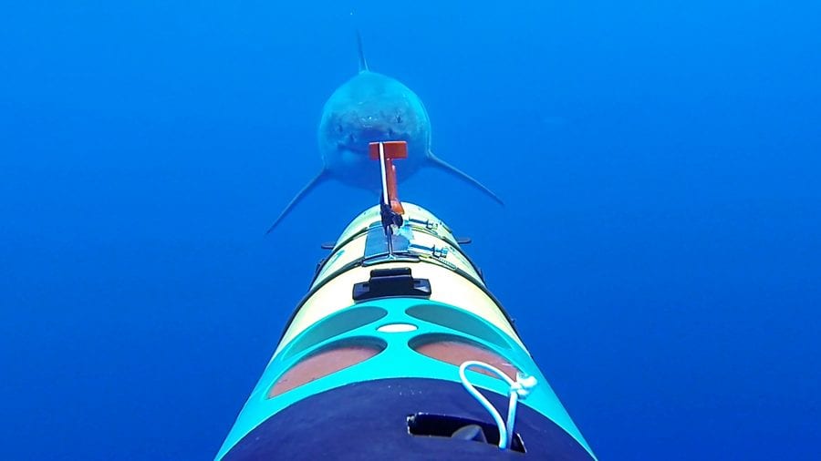 When the Hunter Became the Hunted – Woods Hole Oceanographic Institution