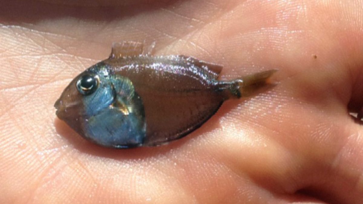 How Do Fish Find Their Way? – Woods Hole Oceanographic Institution