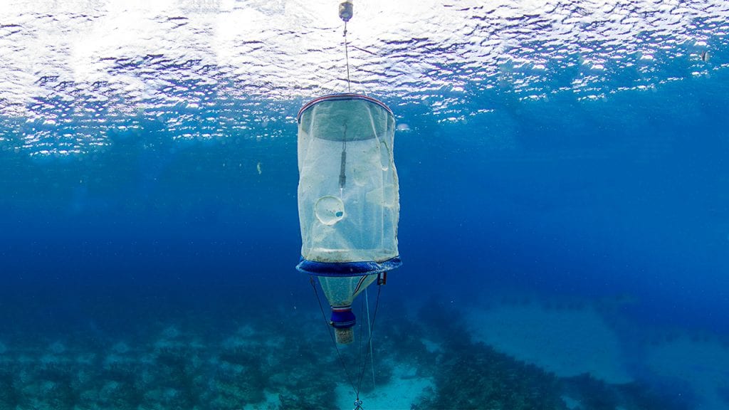 How Do Fish Find Their Way? – Woods Hole Oceanographic Institution