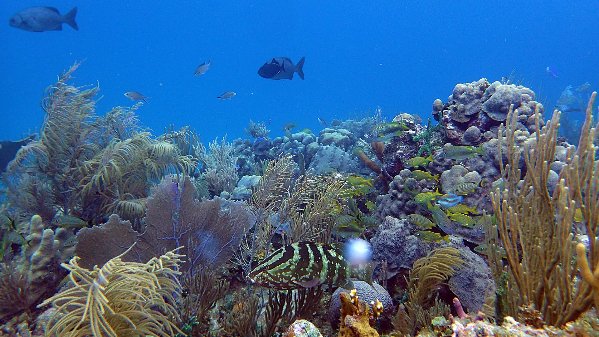 In the Gardens of the Queen – Woods Hole Oceanographic Institution