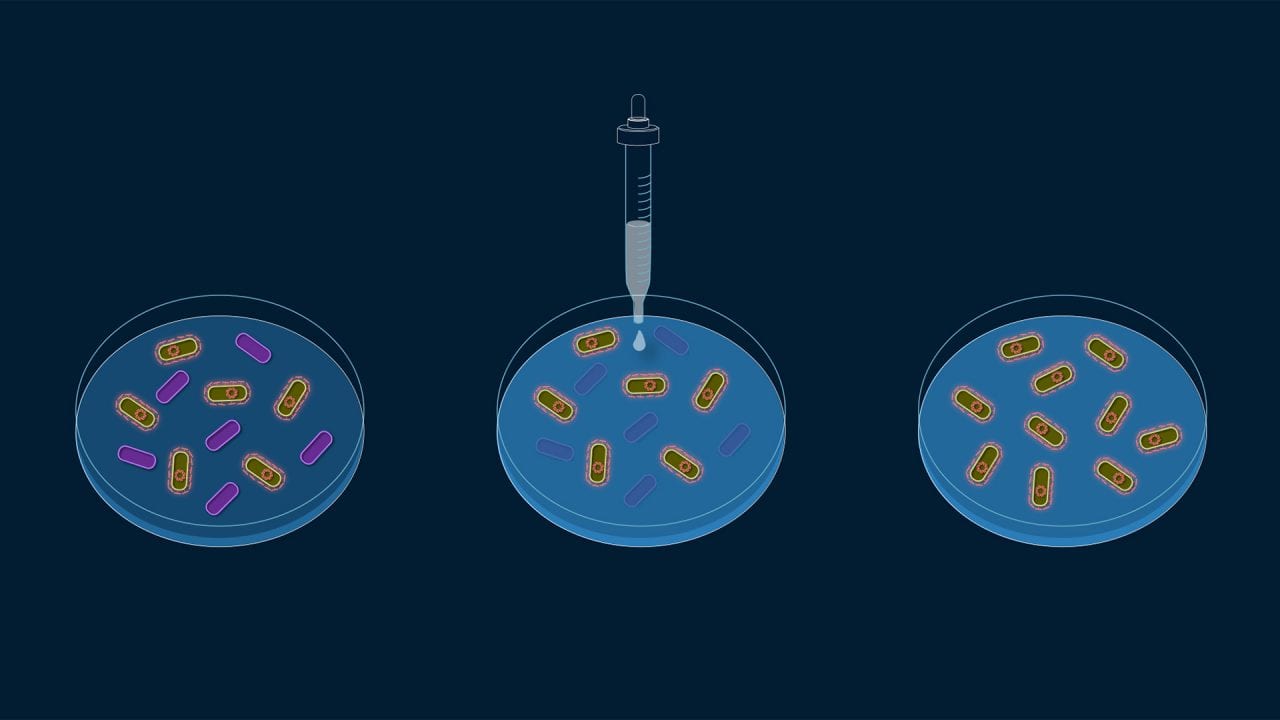 The Bacteria on Your Beaches - Woods Hole Oceanographic Institution