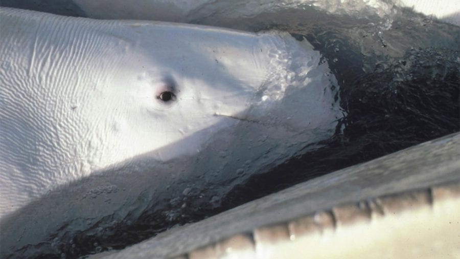 Hearing Tests on Wild Whales – Woods Hole Oceanographic Institution