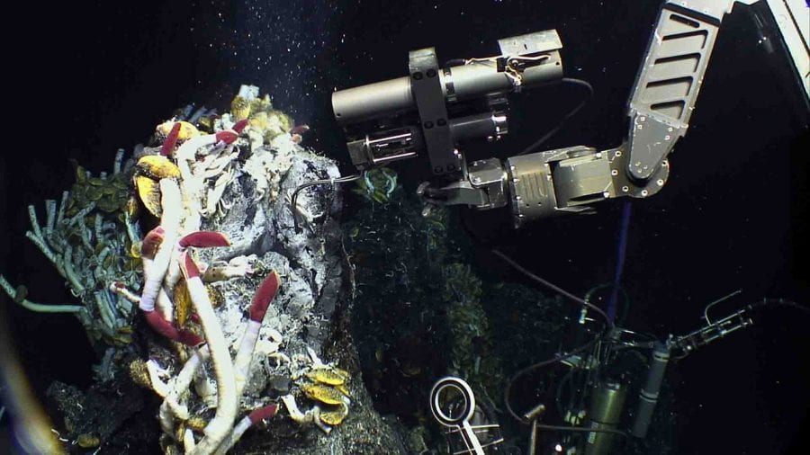 Fueling a Deep-Sea Ecosystem – Woods Hole Oceanographic Institution