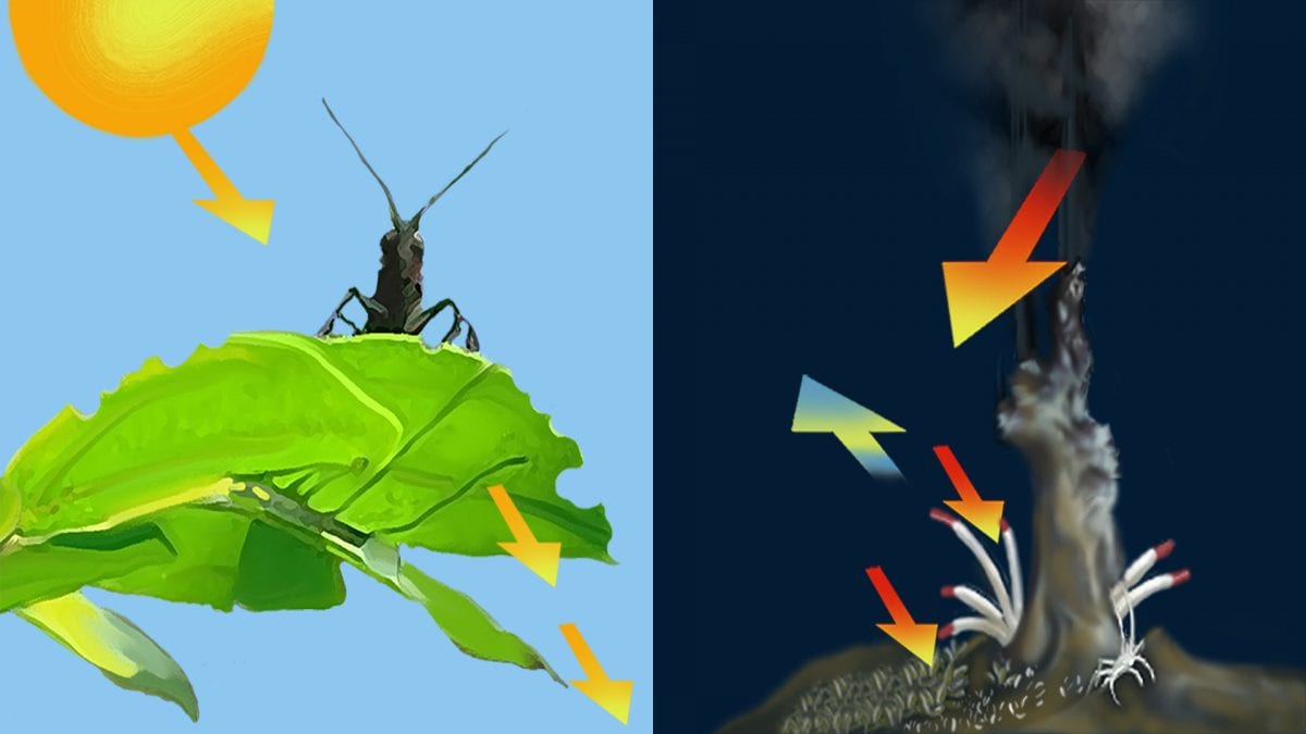 The Discovery of Hydrothermal Vents – Woods Hole Oceanographic Institution