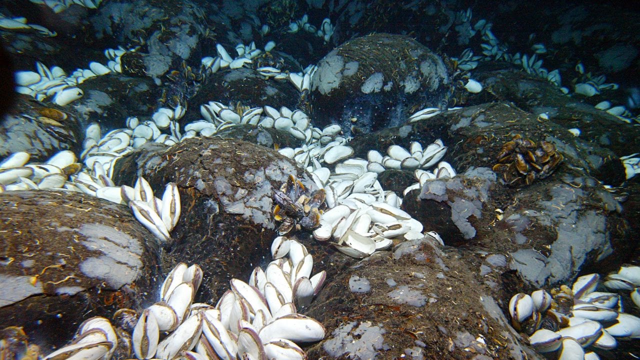 The Discovery of Hydrothermal Vents – Woods Hole Oceanographic Institution