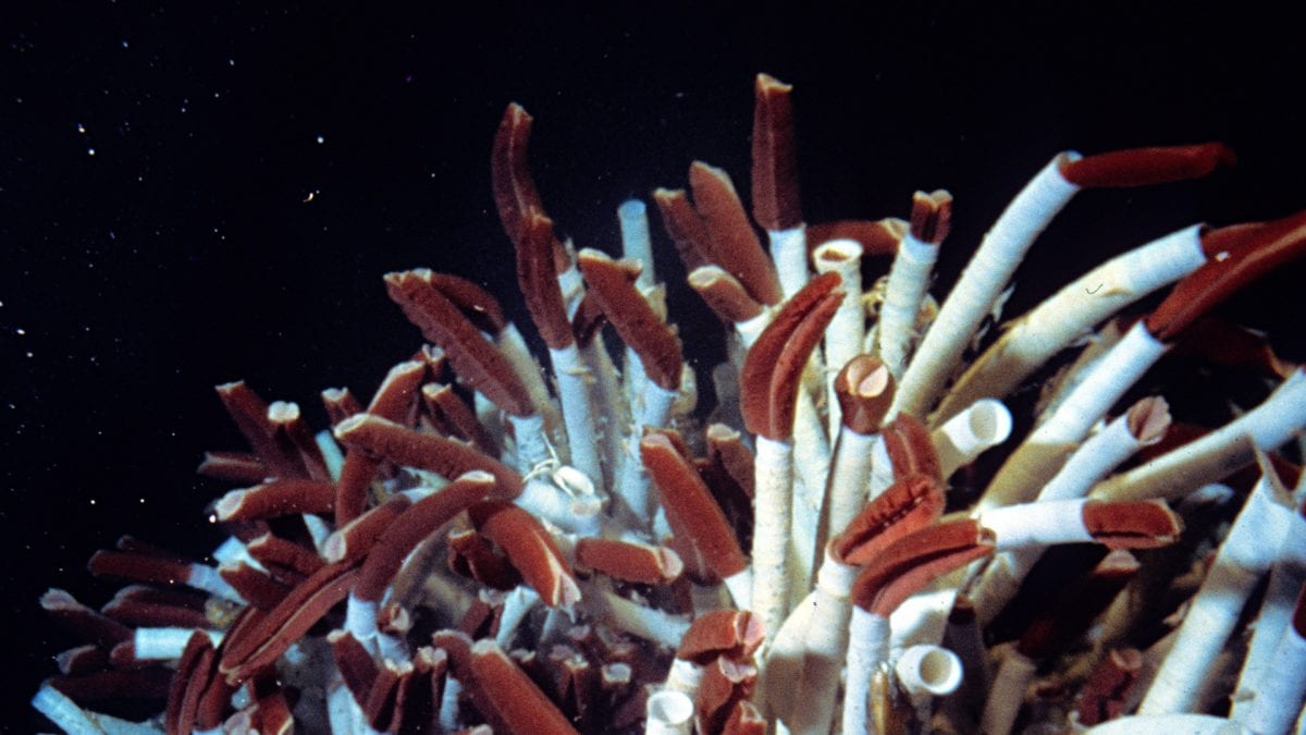 The Discovery of Hydrothermal Vents – Woods Hole Oceanographic Institution