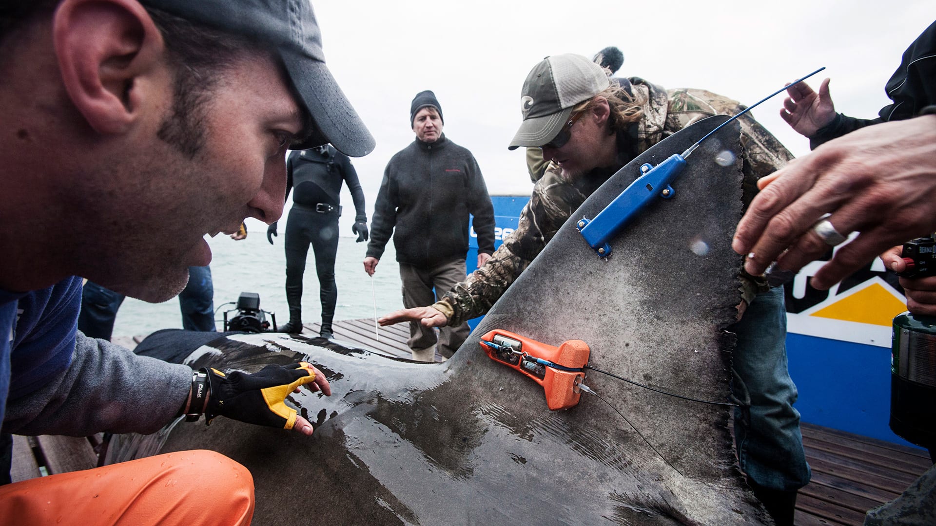 Sharks Take ‘Tunnels’ into the Depths – Woods Hole Oceanographic ...
