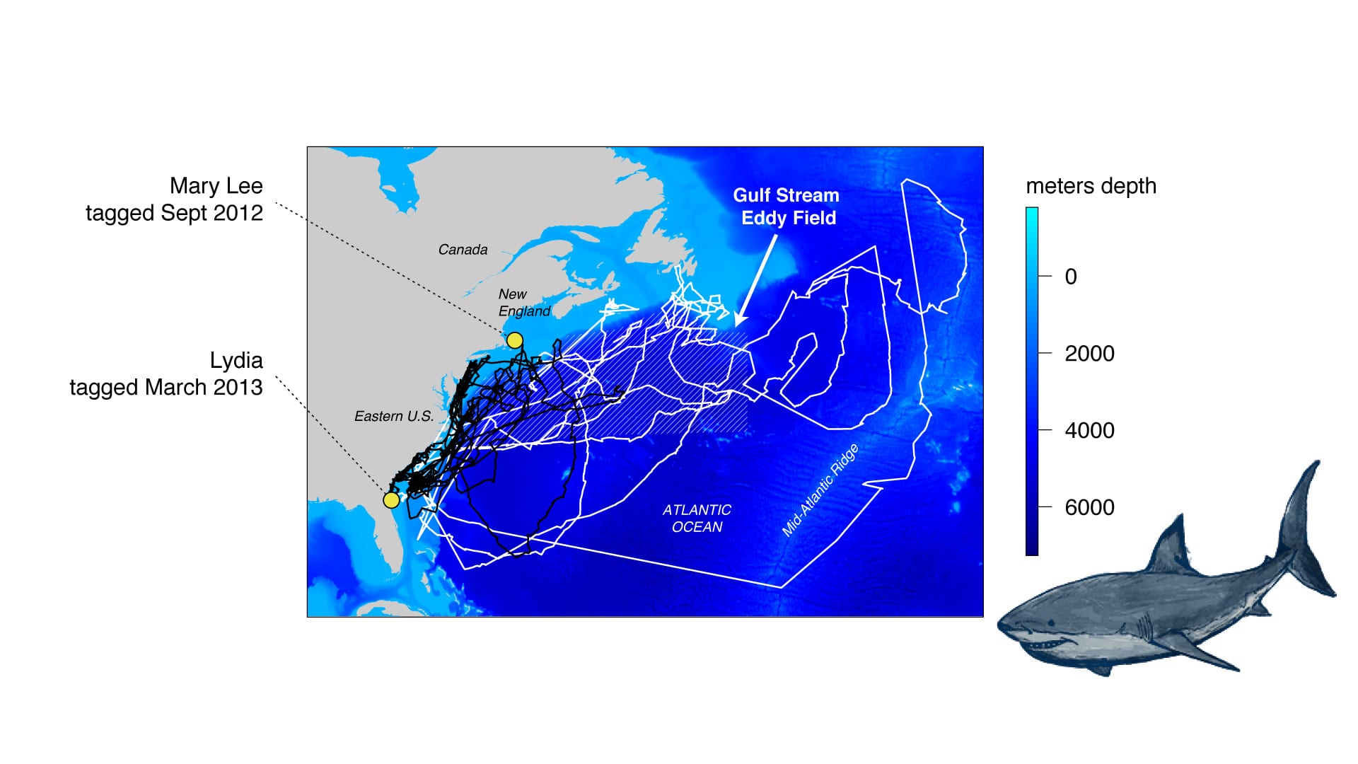 Sharks Take ‘Tunnels’ into the Depths – Woods Hole Oceanographic ...