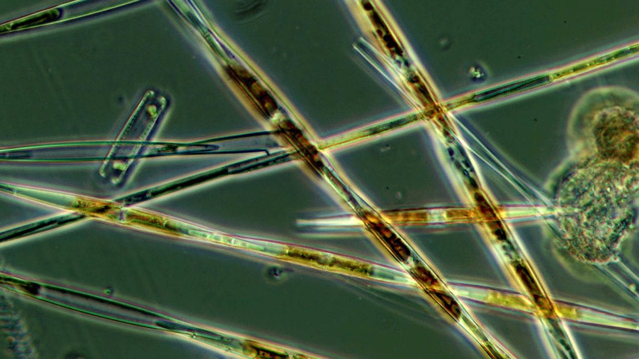 The Recipe for a Harmful Algal Bloom – Woods Hole Oceanographic Institution