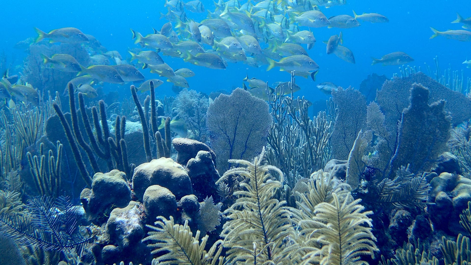 The Unseen World on Coral Reefs – Woods Hole Oceanographic Institution