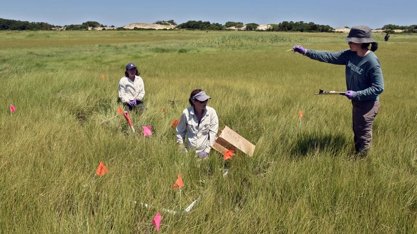 The Once and Future Marsh – Woods Hole Oceanographic Institution