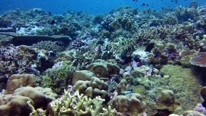 How Do Corals Build Their Skeletons? – Woods Hole Oceanographic Institution