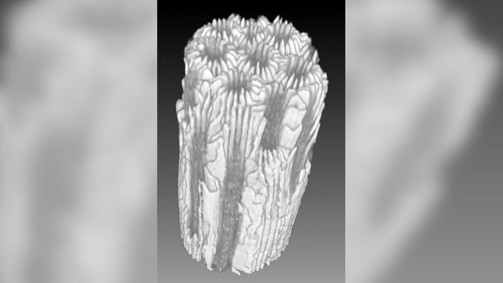 How Do Corals Build Their Skeletons? – Woods Hole Oceanographic Institution
