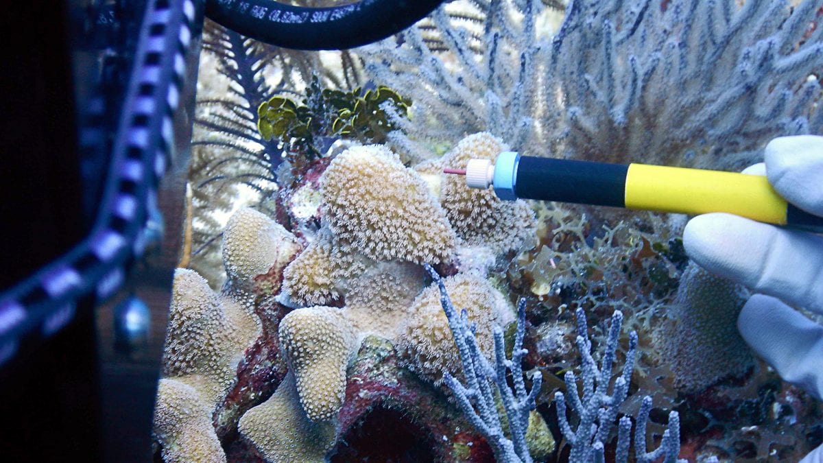 A DISCO in the Ocean – Woods Hole Oceanographic Institution