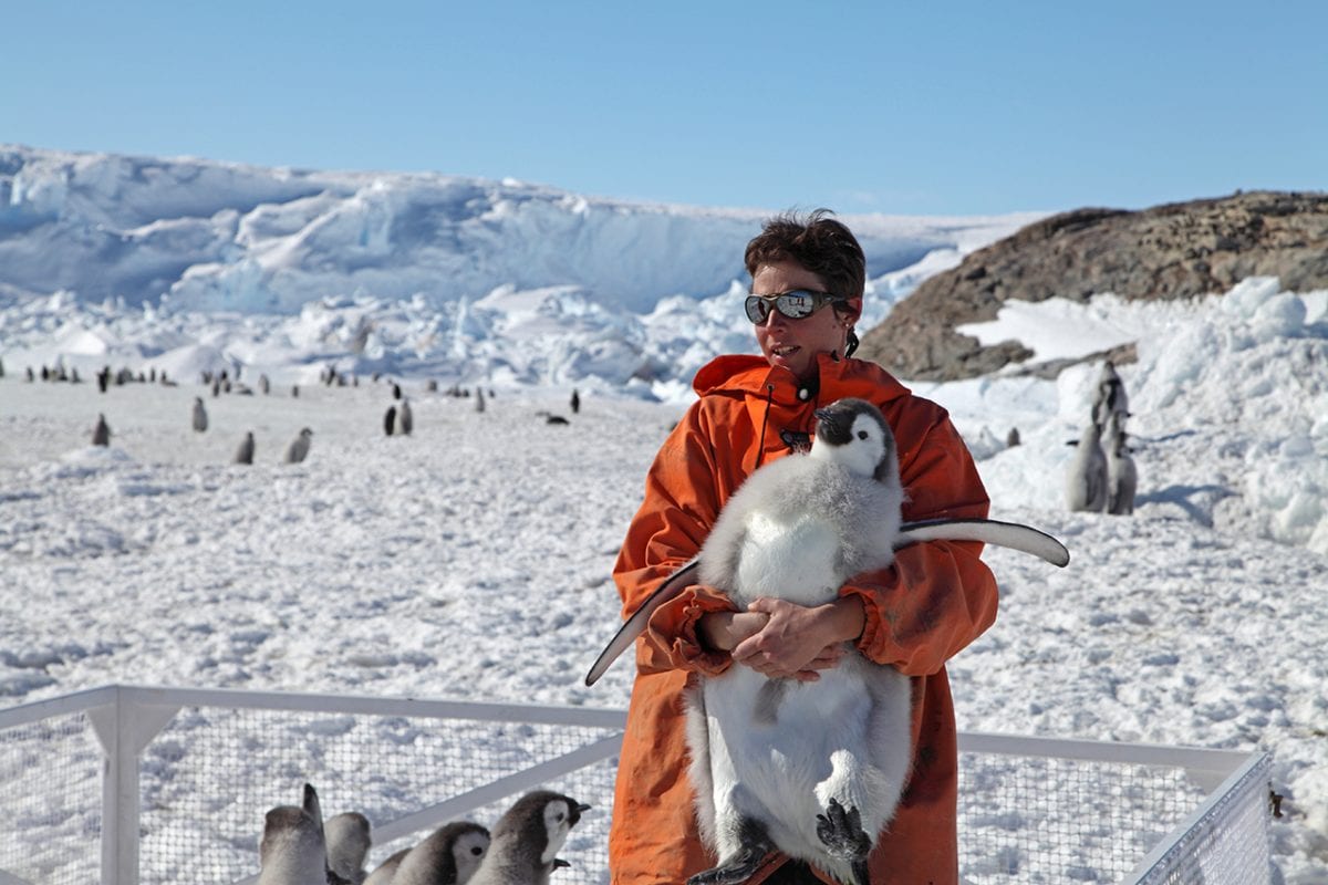 Emperor Penguins' First Journey to Sea - Woods Hole Oceanographic ...