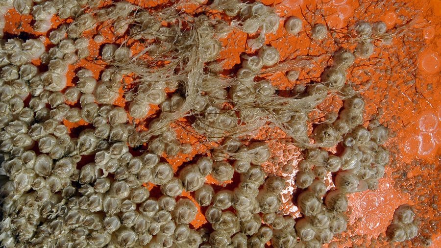 Biofouled – Woods Hole Oceanographic Institution