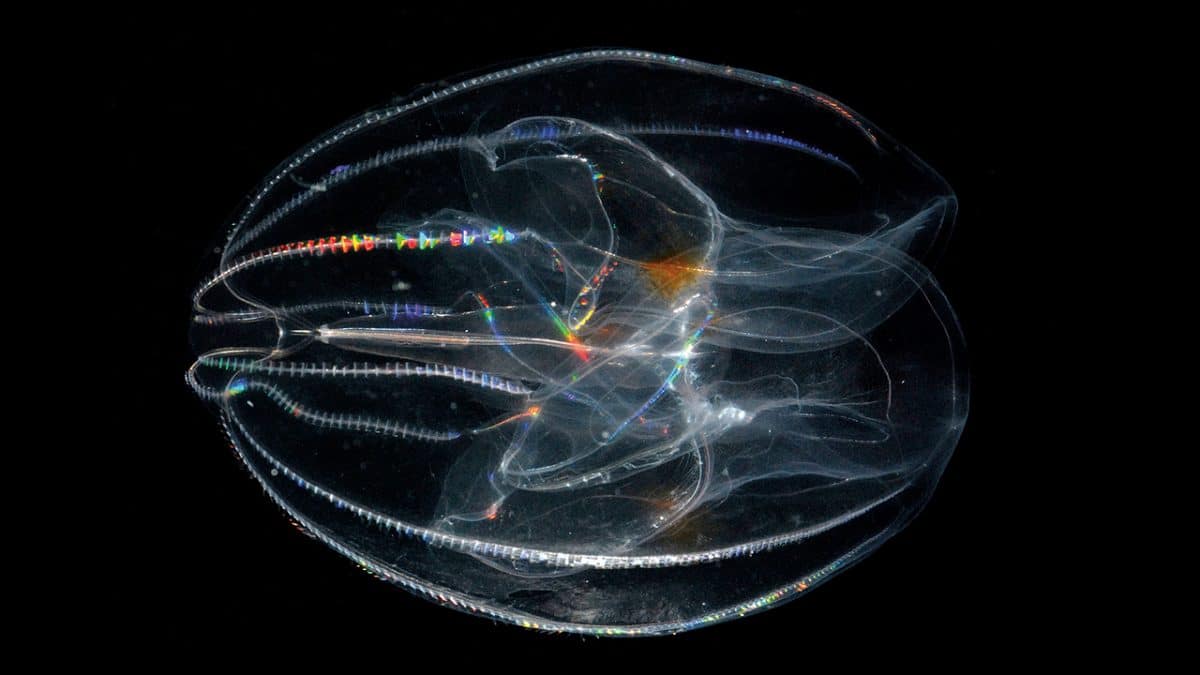 Jellyfish & Other Zooplankton - Woods Hole Oceanographic Institution
